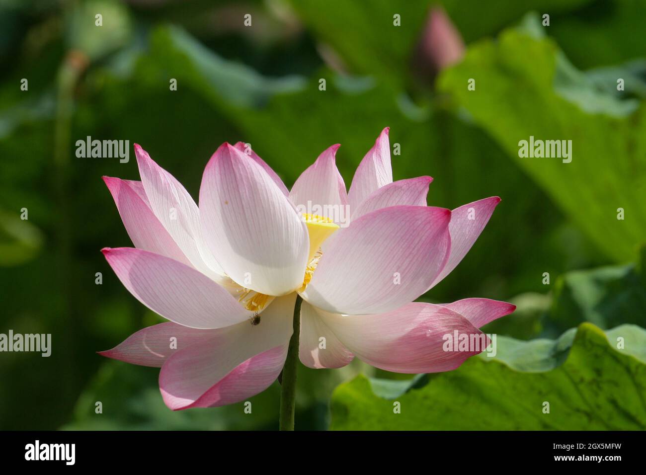 lotus flower natural beauty Stock Photo - Alamy