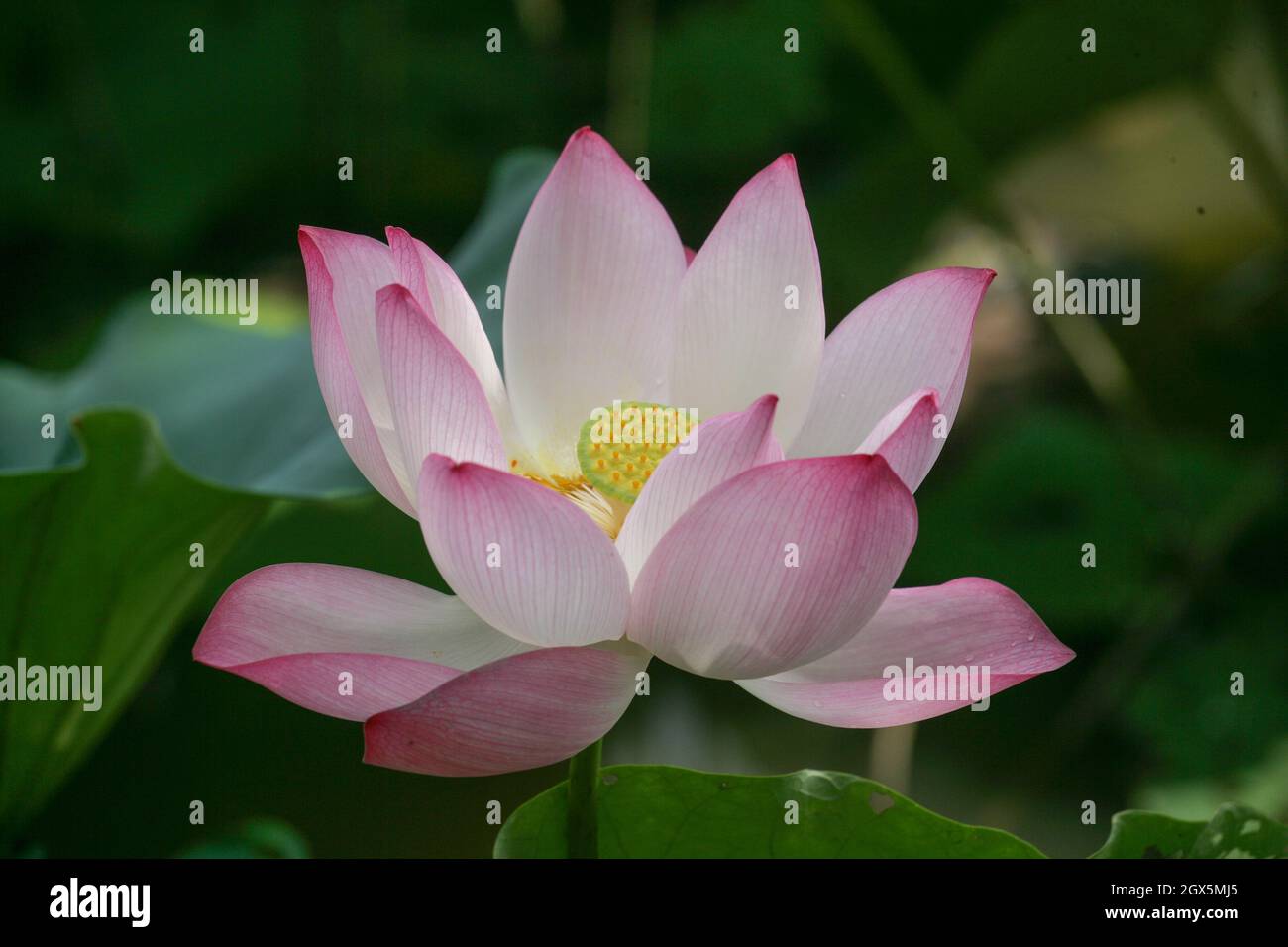 lotus flower natural beauty Stock Photo - Alamy
