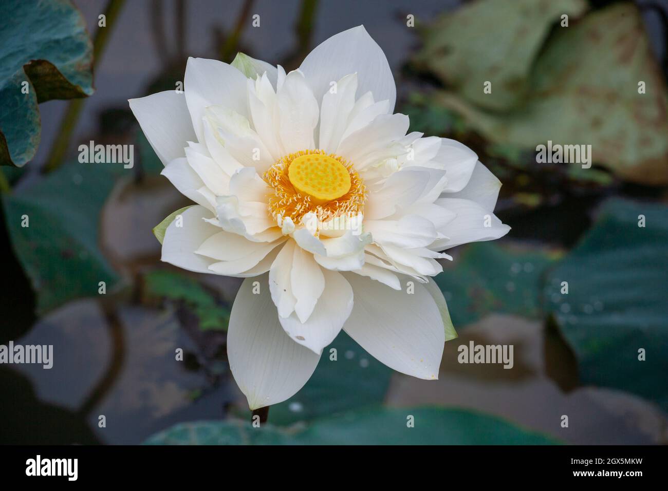 lotus flower natural beauty Stock Photo - Alamy