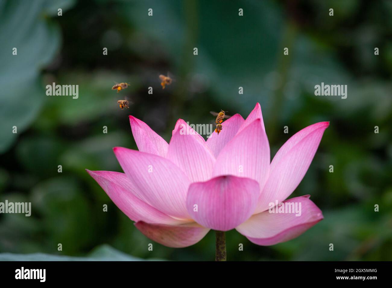 lotus flower natural beauty Stock Photo - Alamy