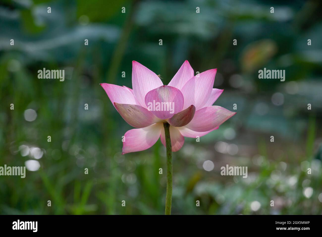 lotus flower natural beauty Stock Photo - Alamy