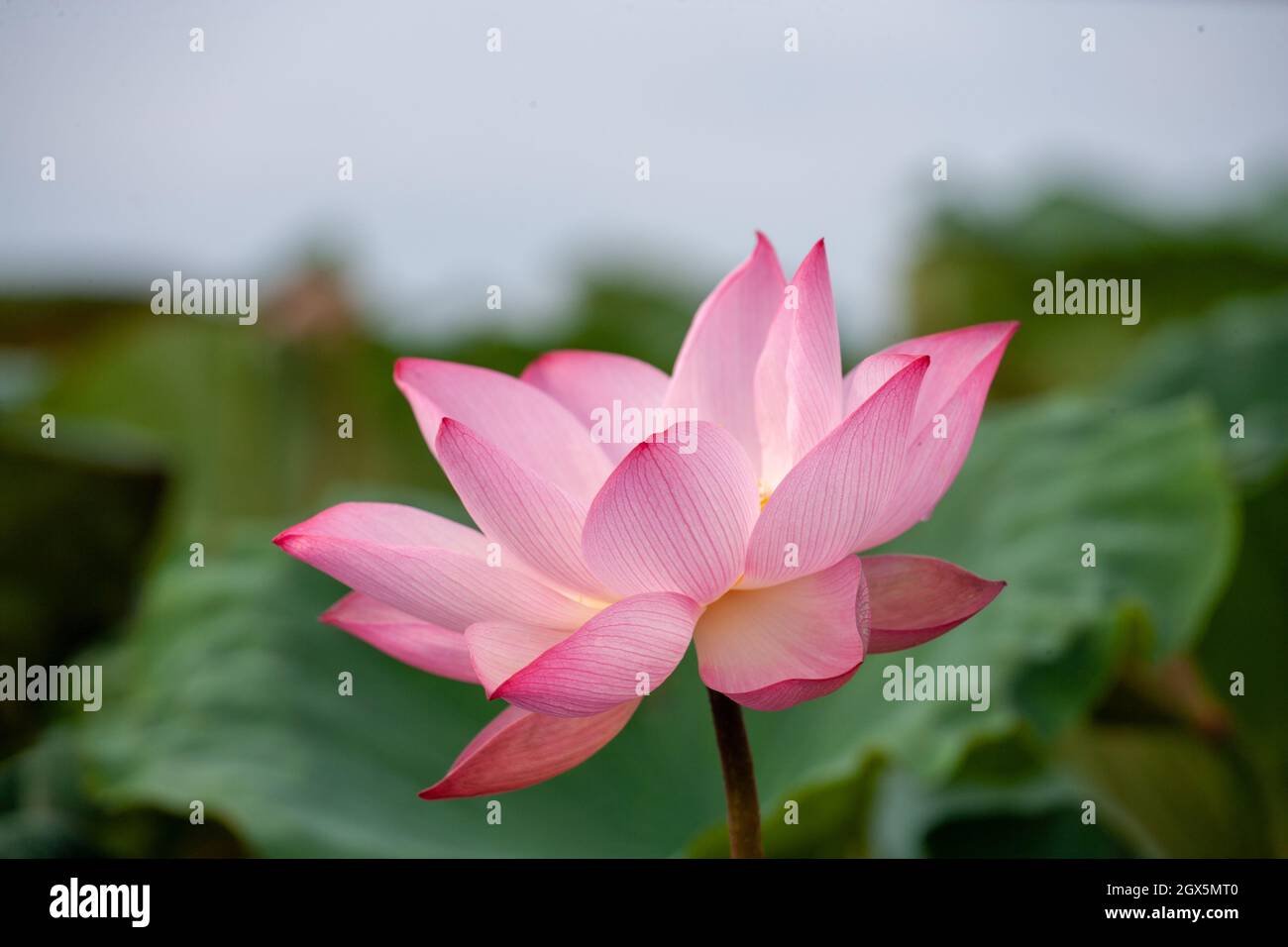lotus flower natural beauty Stock Photo - Alamy