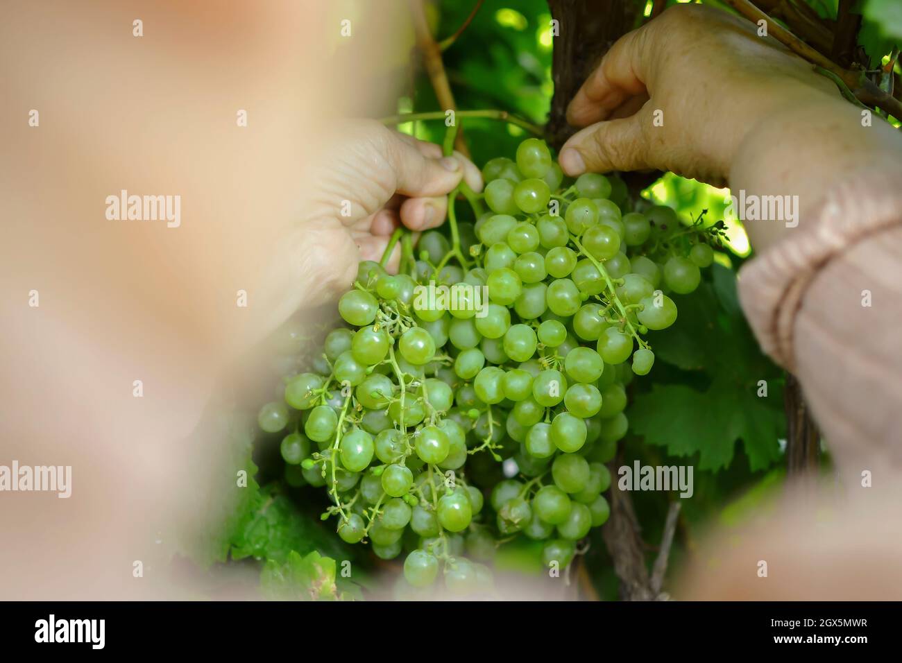 Rear view of an elderly woman picking a bunch of grapes Stock Photo - Alamy
