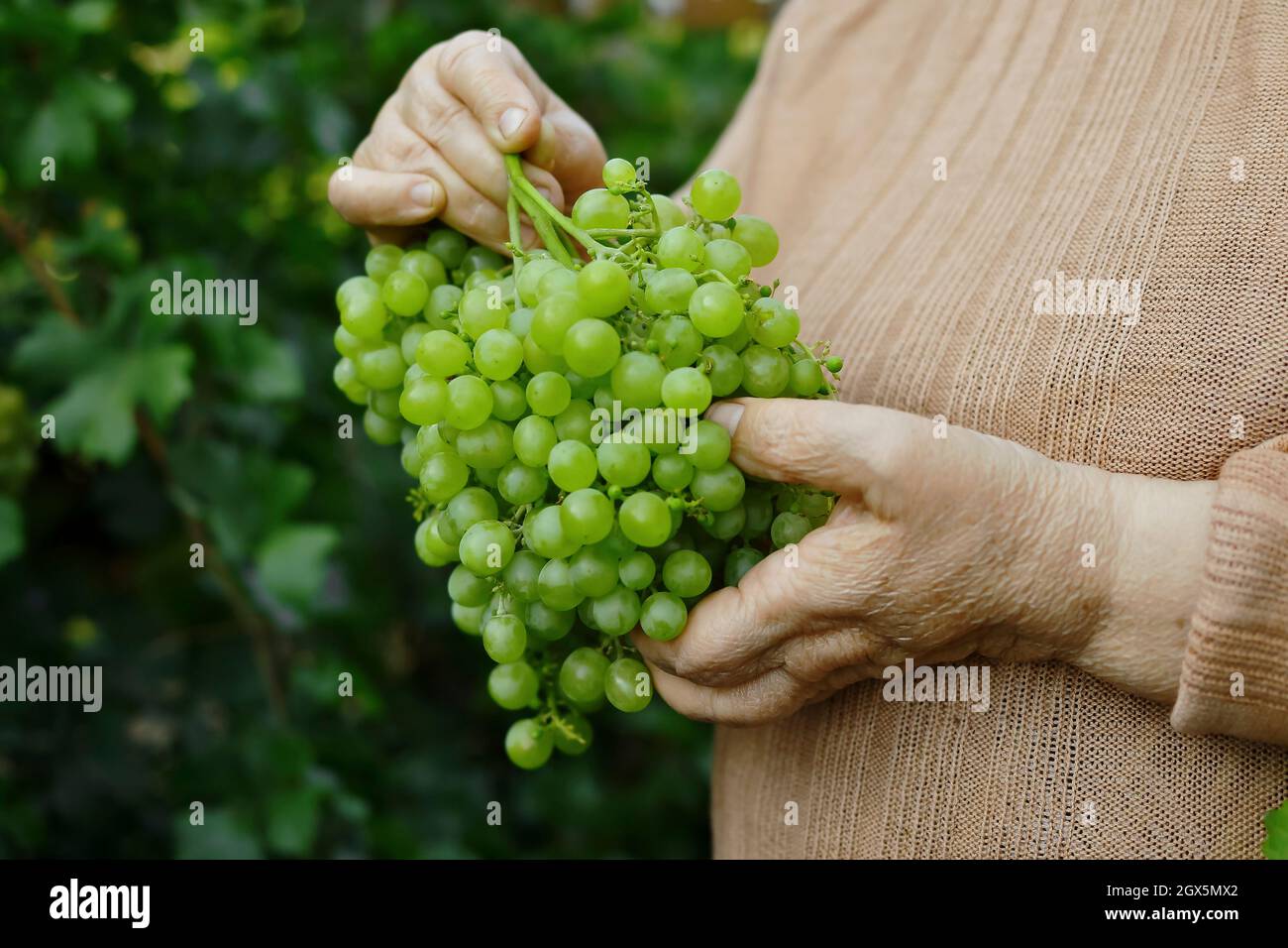Wrinkled hands are holding a ripe bunch of green grapes, harvesting ...