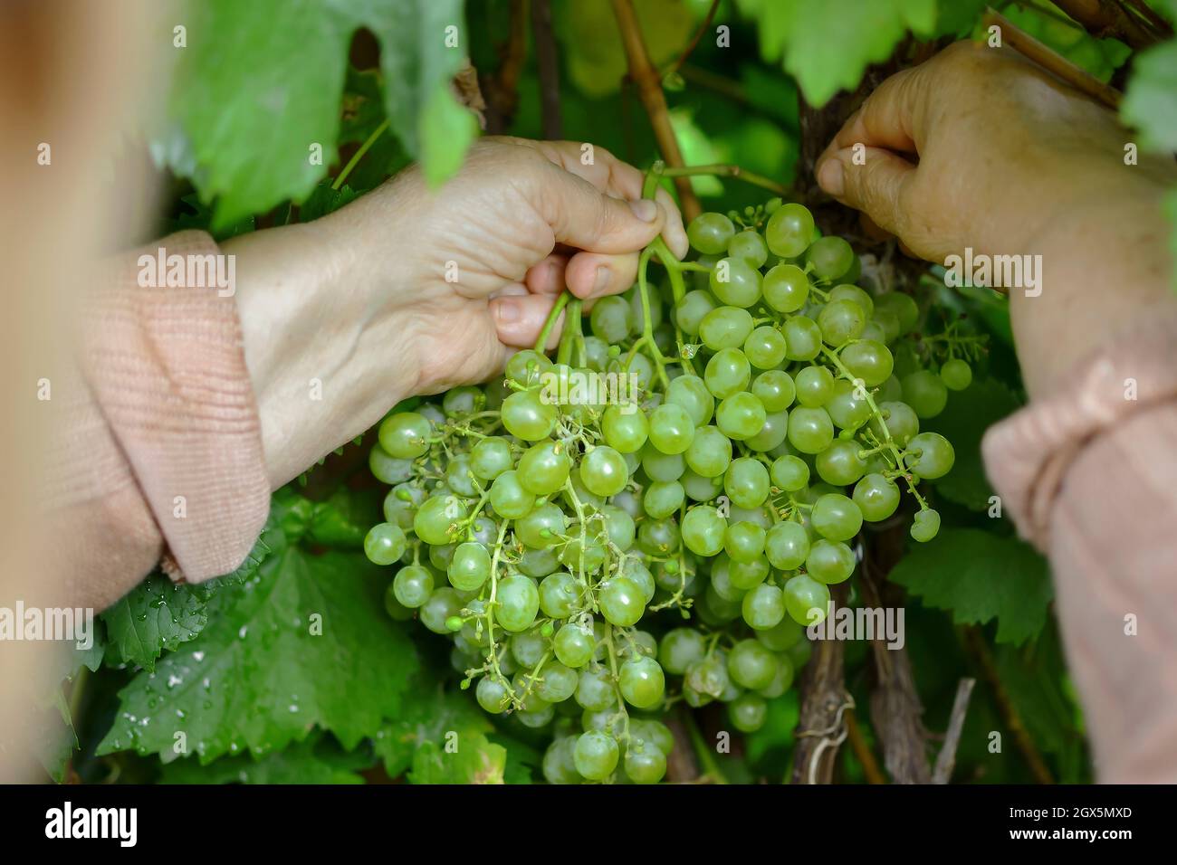 Wrinkly old woman hi-res stock photography and images - Alamy