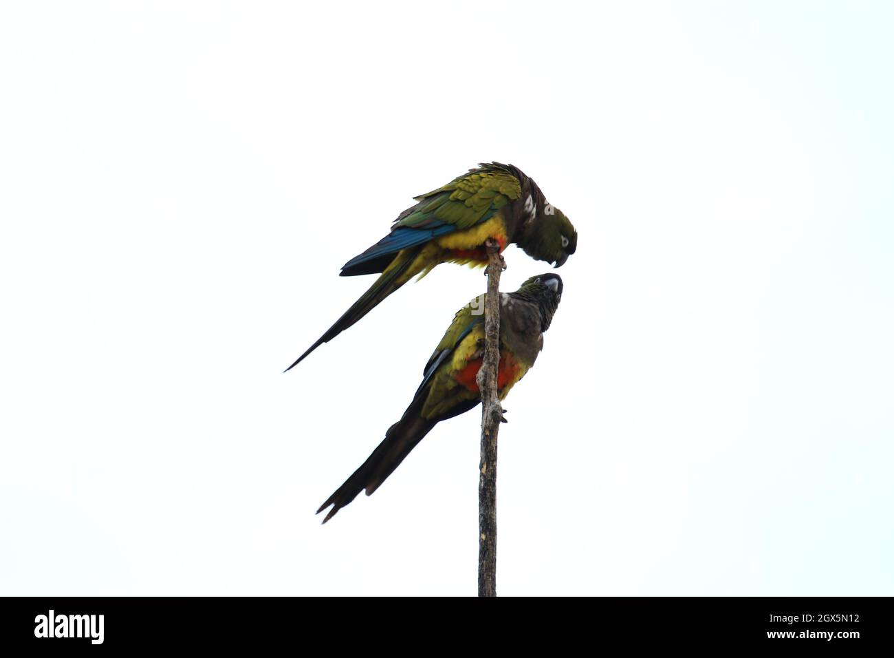 parrots arguing on a branch Stock Photo - Alamy