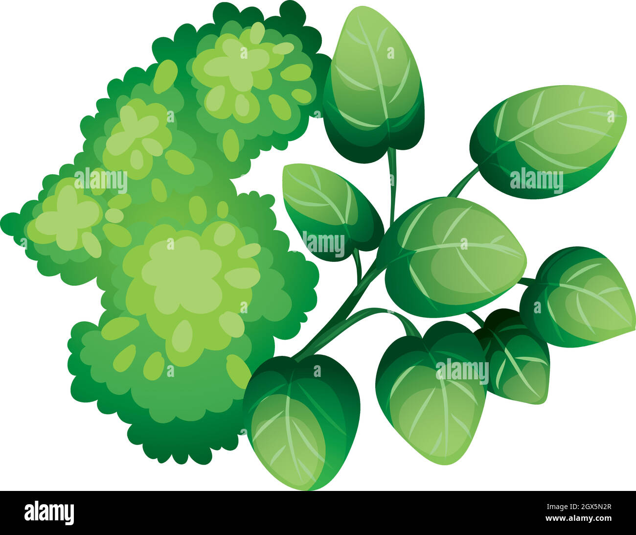 White and green plants Stock Vector Images - Alamy