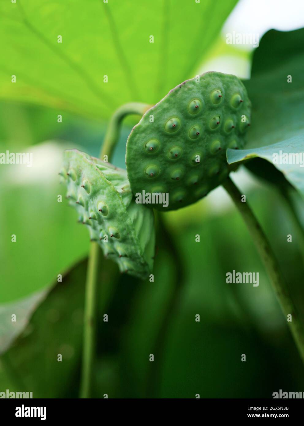 lotus flower natural beauty Stock Photo - Alamy