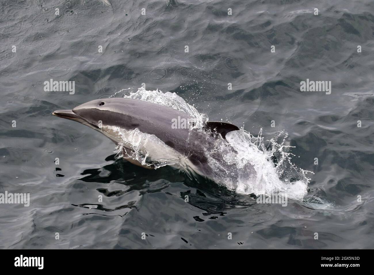 Sequence 10 - Sequence of 3 photos of a Common dolphin leaping in UK ...