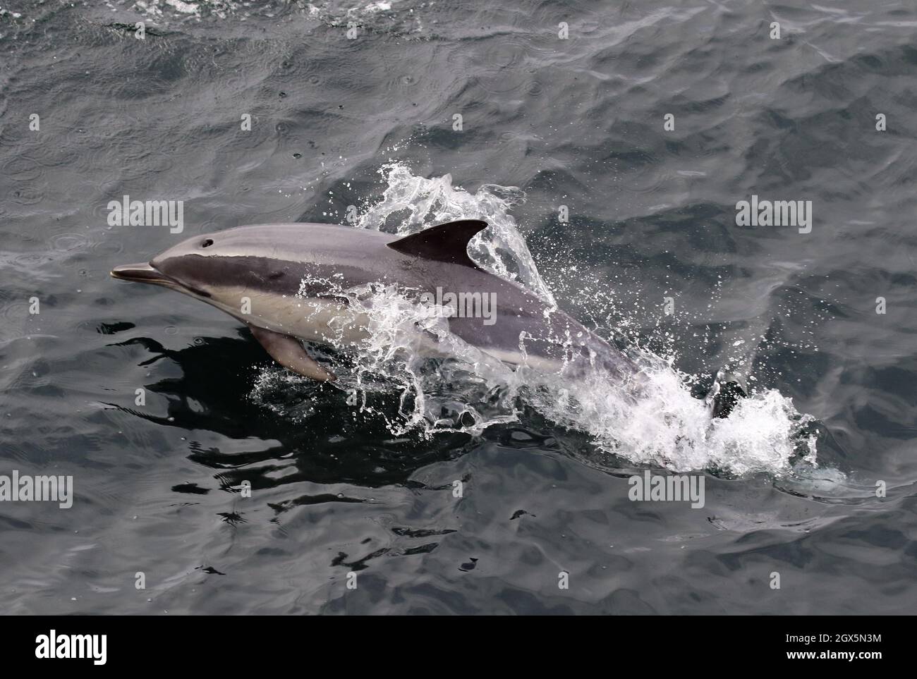 Sequence 10 - Sequence of 3 photos of a Common dolphin leaping in UK ...