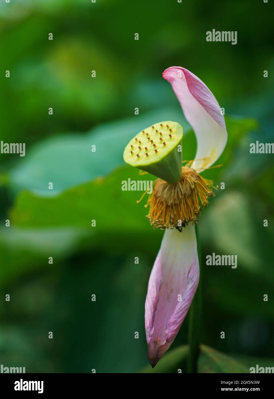 lotus flower natural beauty Stock Photo - Alamy