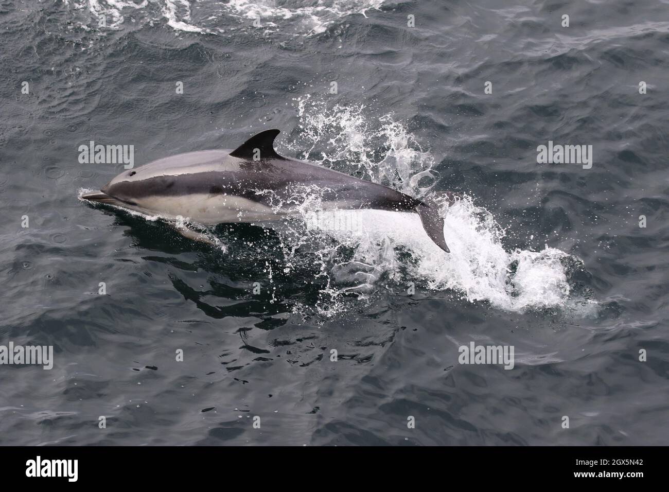 Sequence 10 - Sequence of 3 photos of a Common dolphin leaping in UK ...