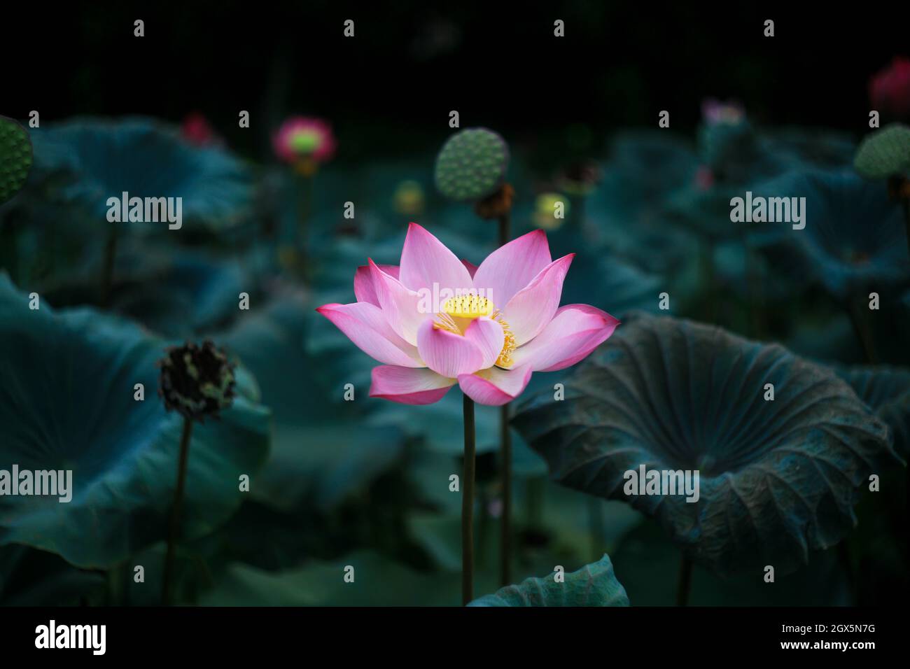 lotus flower natural beauty Stock Photo - Alamy