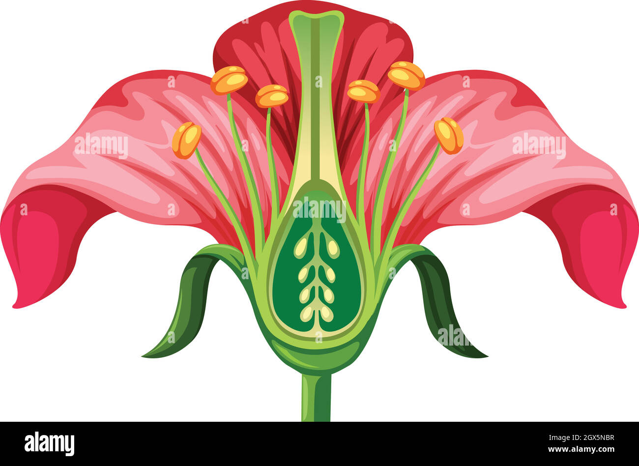 Flower anatomy on white background Stock Vector Image & Art - Alamy