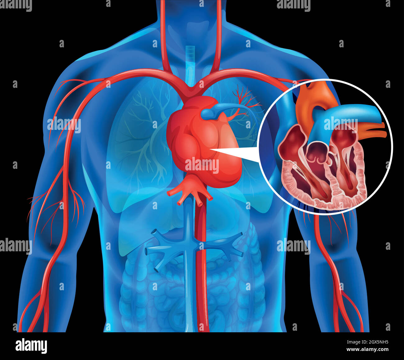 Heart anatomy and function hi-res stock photography and images - Alamy