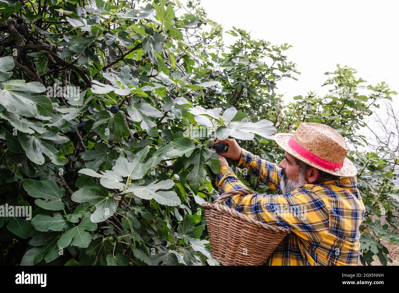 Fig tree growing from hi-res stock photography and images - Alamy