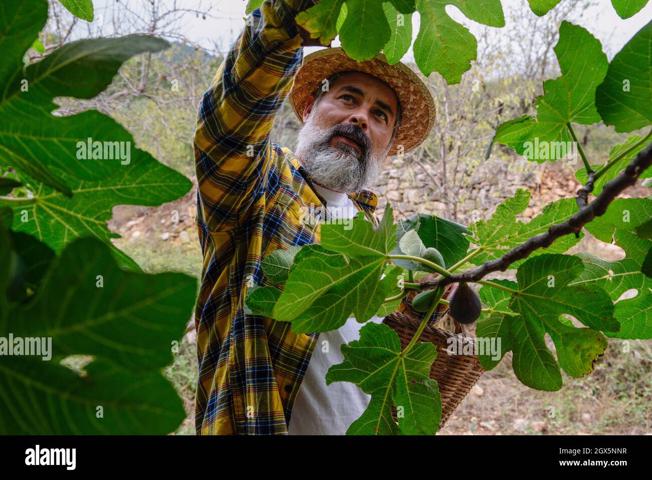 Fig picking hi-res stock photography and images - Alamy