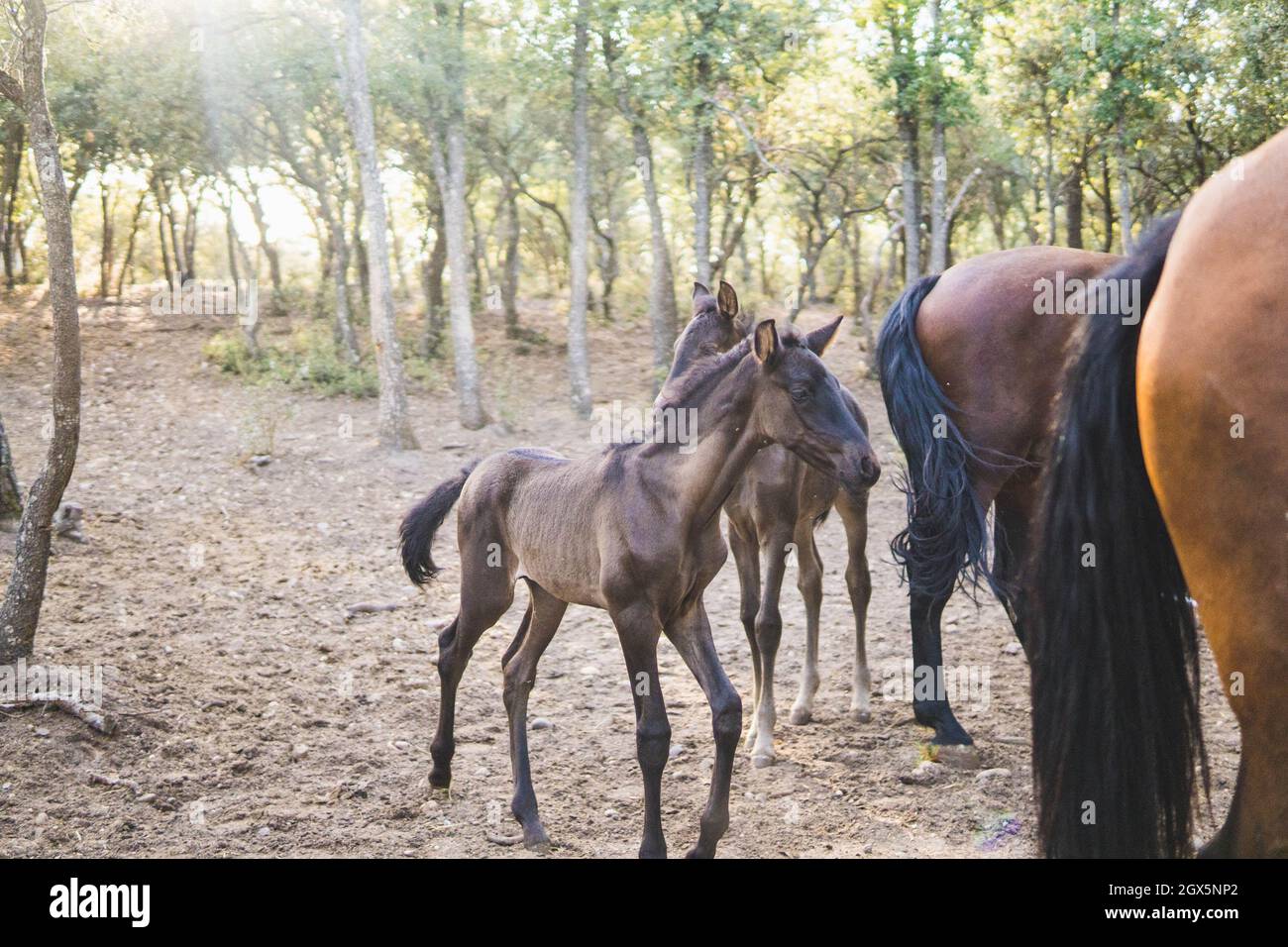 Two foals hi-res stock photography and images - Alamy