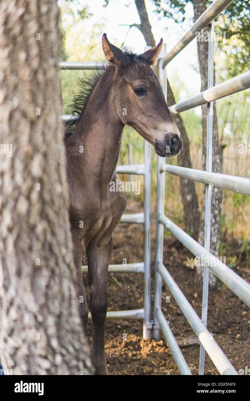 Beautiful brown horse behind hi-res stock photography and images - Alamy