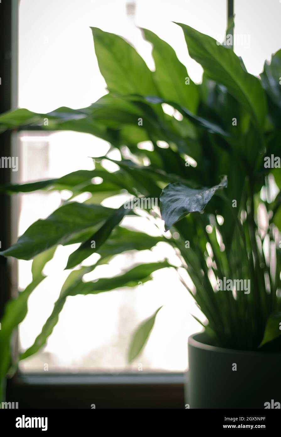 plant in a window light Stock Photo - Alamy