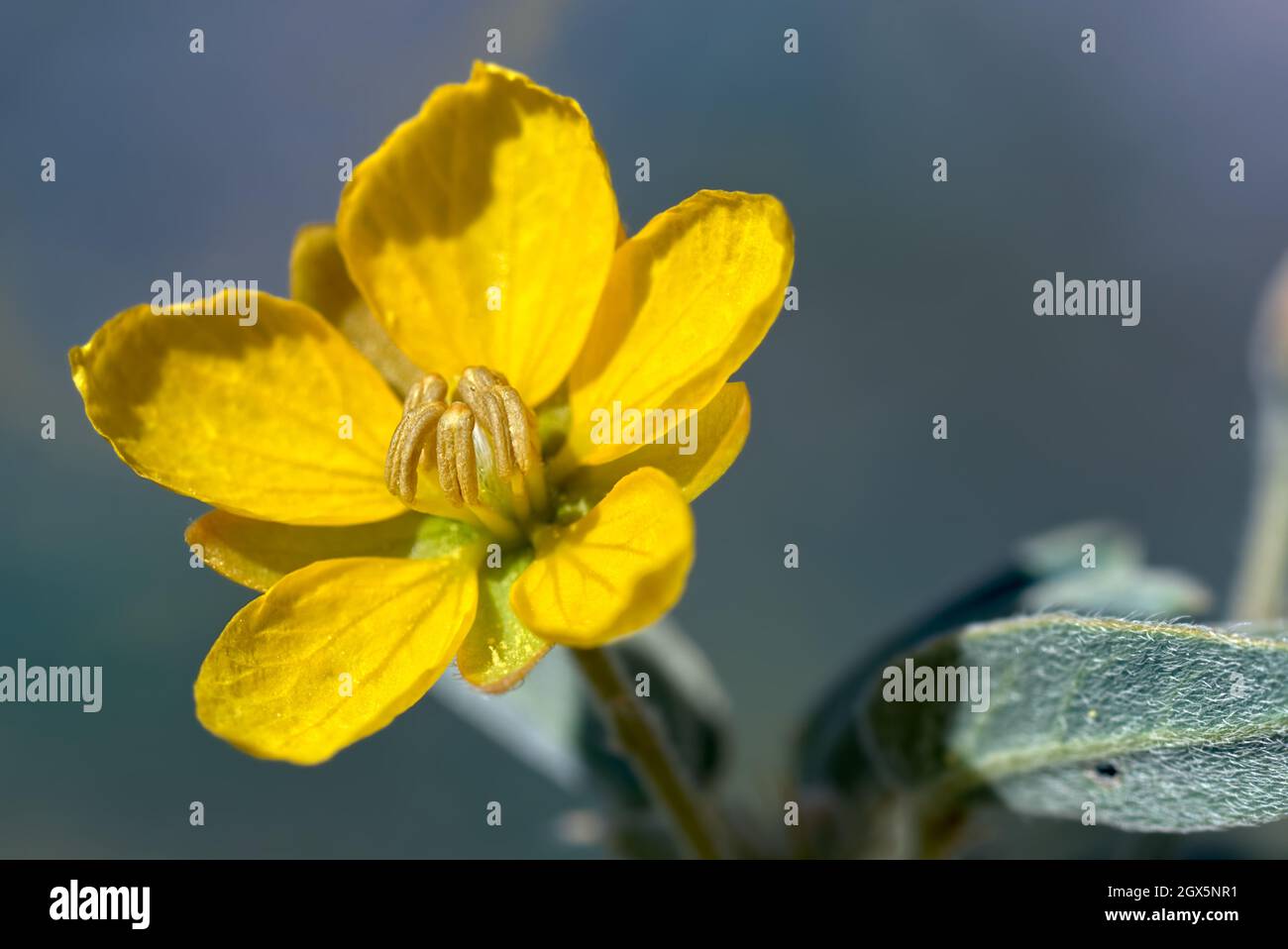 Flower of the Arizona Desert Senna. A low lying desert shrub, species ...