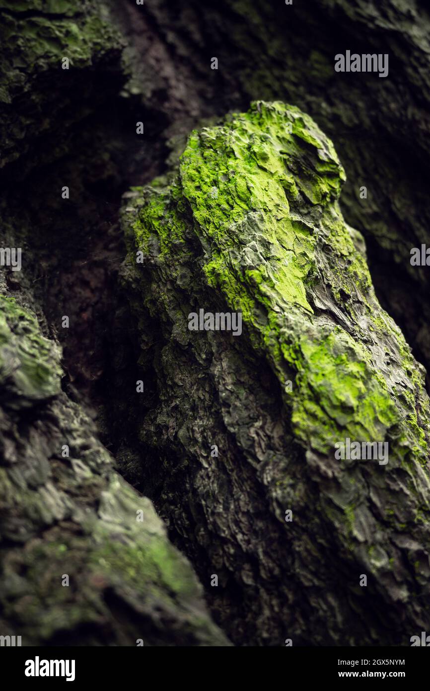 Tree texture in beautiful tropical forest. Tree textures Stock Photo ...
