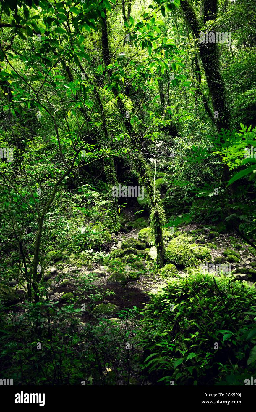 Beautiful tropical forest. Trees textures in humid green forest Stock ...