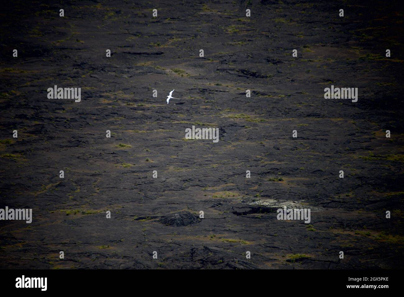 Tropic Bird Over Kilauea Volcano Stock Photo - Alamy