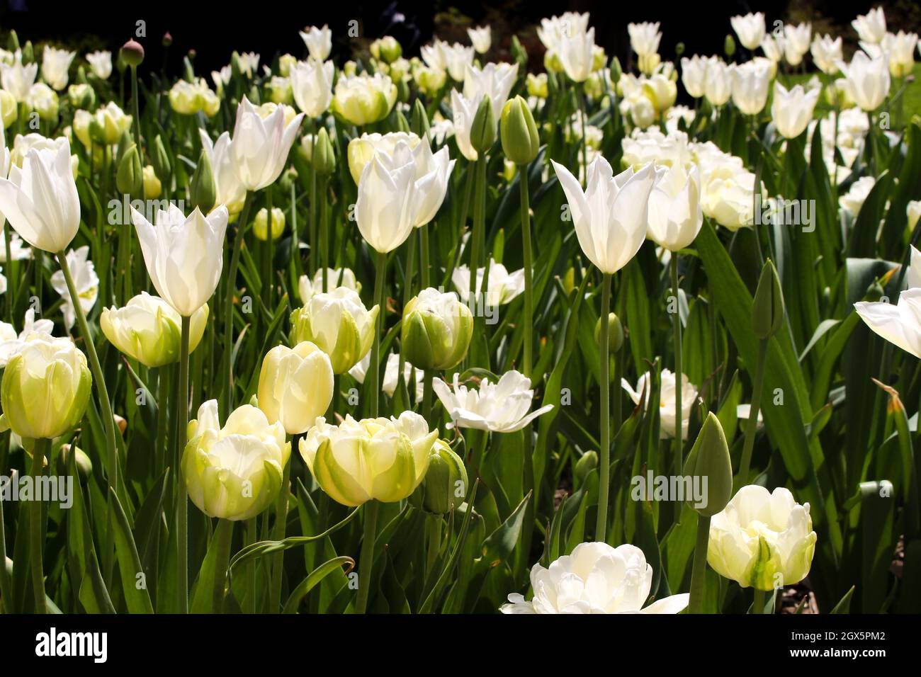 White Purissima Tulips in Spring Stock Photo - Alamy