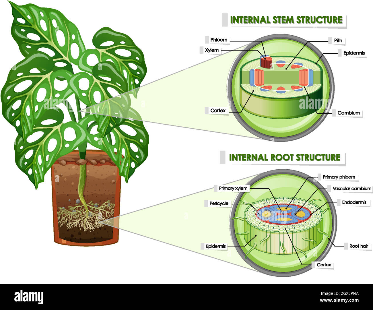 Diagram showing stem and root structure Stock Vector Image & Art - Alamy