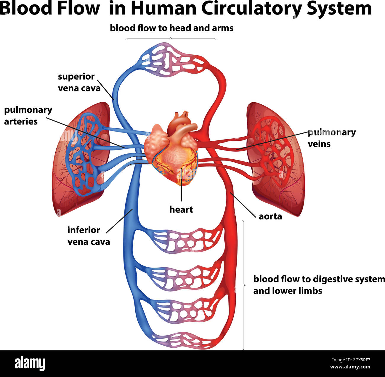 Human blood circulation hi-res stock photography and images - Alamy