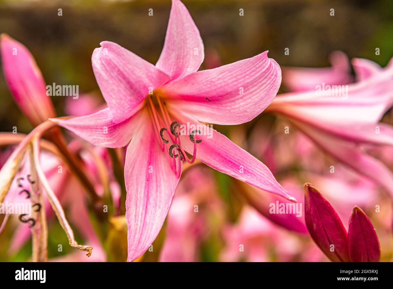 Pink flowers on display in an English garden Stock Photo - Alamy