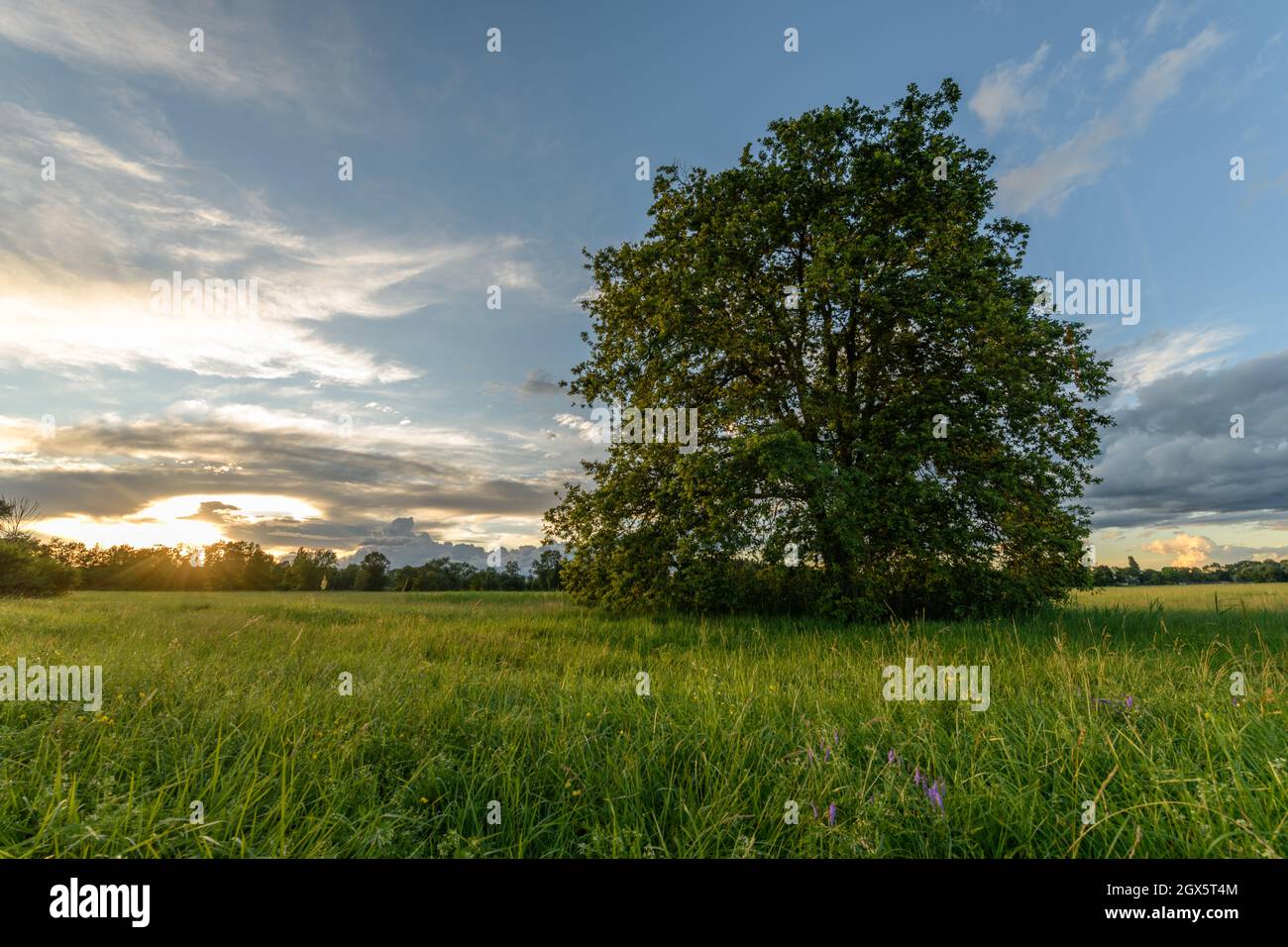 Oak tree sunset in countryside hi-res stock photography and images - Alamy