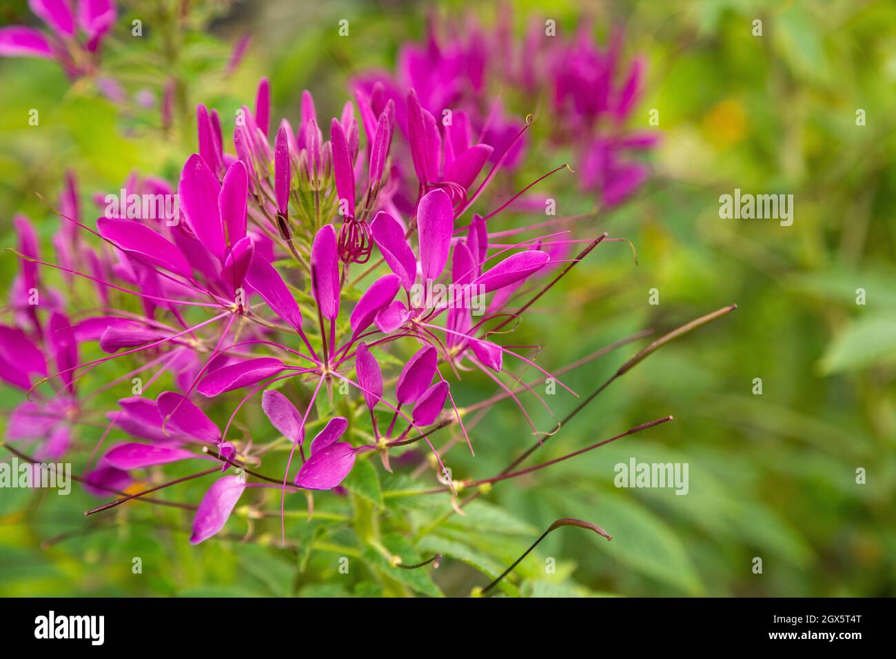 Pink flowers display hi-res stock photography and images - Alamy