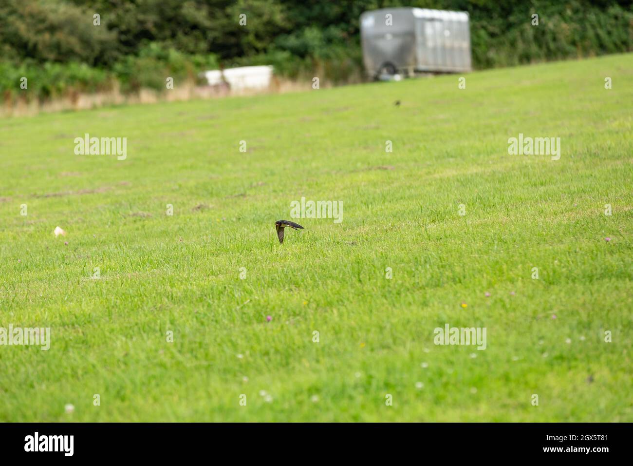 Catch flying insects hi-res stock photography and images - Alamy