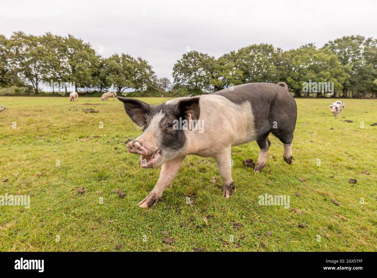 New forest pigs during pannage Stock Photo - Alamy