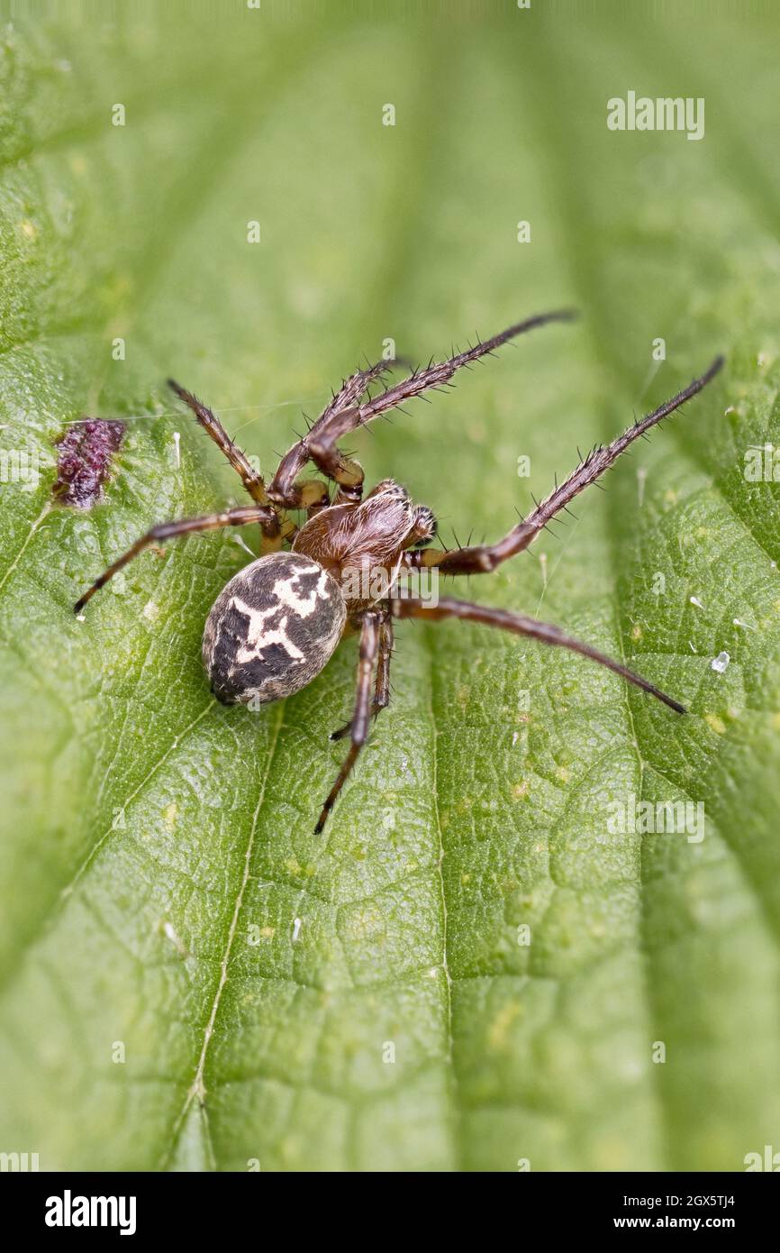 Furrow Spider (Larinioides cornutus) Strumpshaw Fen Norfolk GB UK ...