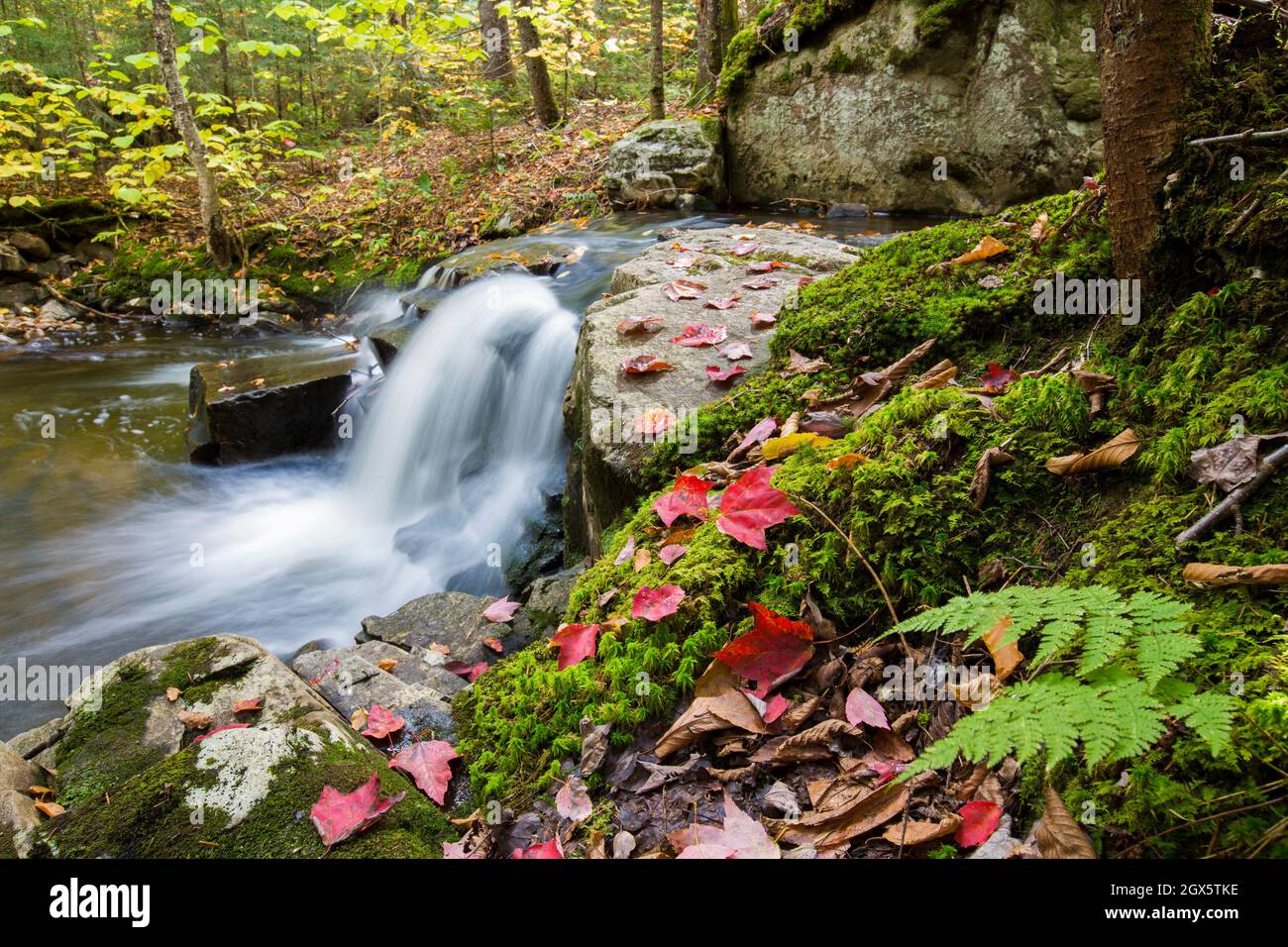 Colorful Canadian creek in Mont Tremblant national park Stock Photo - Alamy