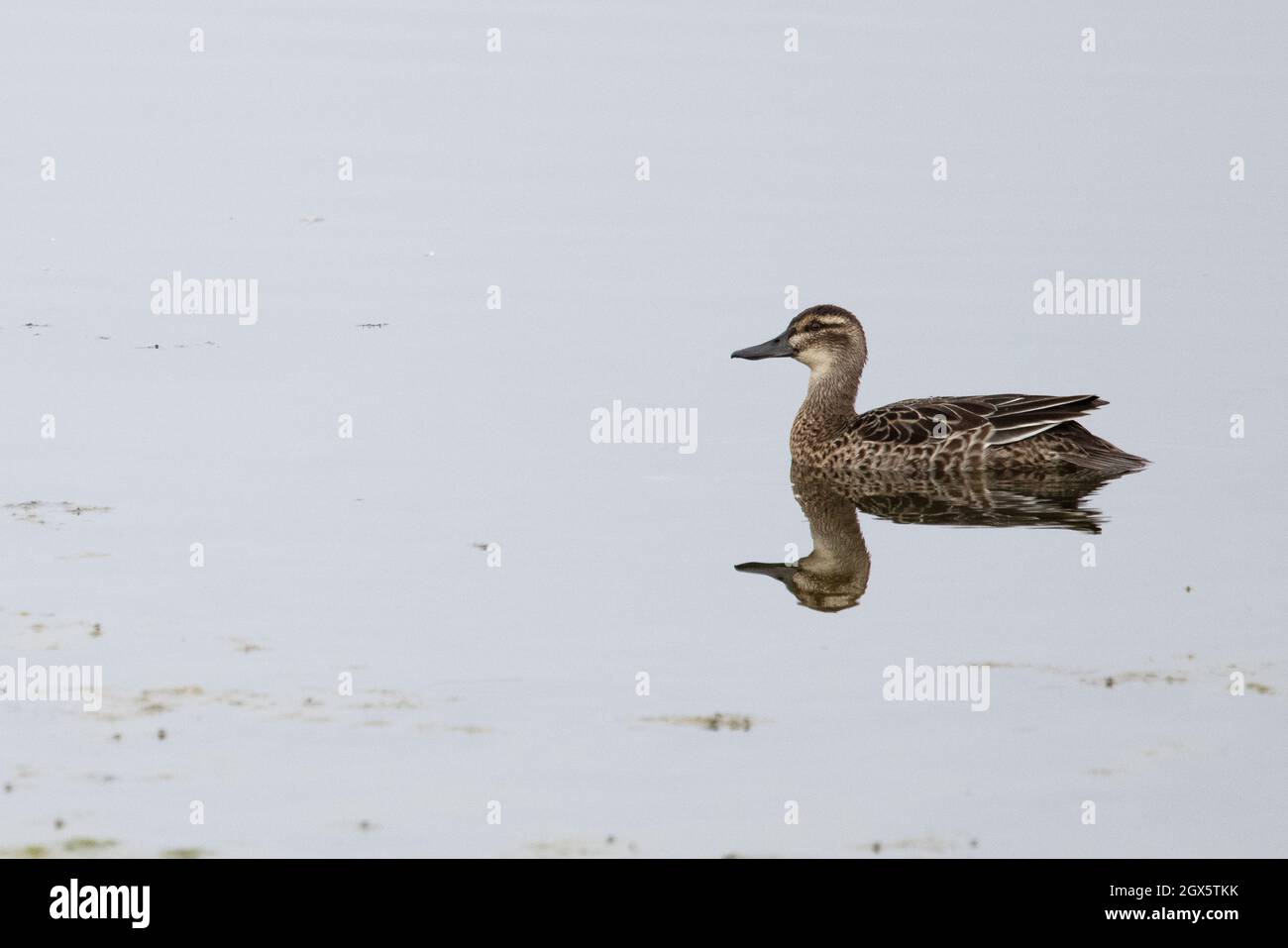 Garganey non breeding plumage hi-res stock photography and images - Alamy