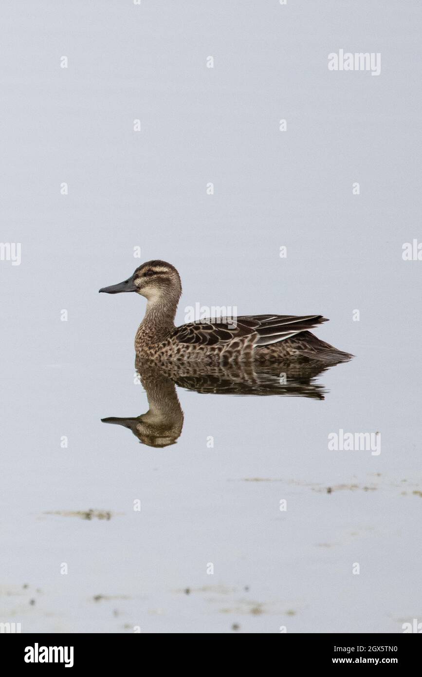 Garganey non breeding plumage hi-res stock photography and images - Alamy