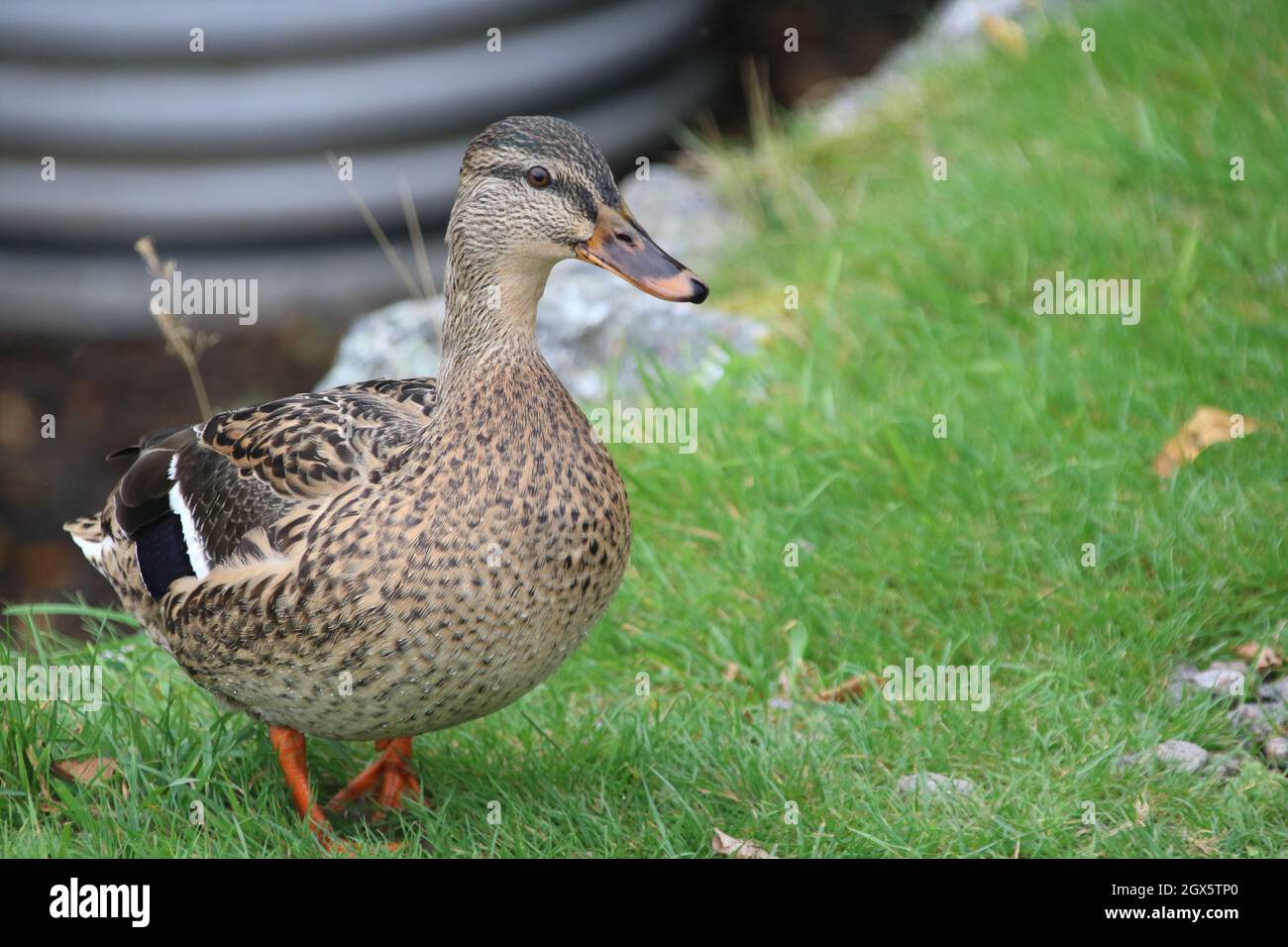 Duck on land hi-res stock photography and images - Alamy