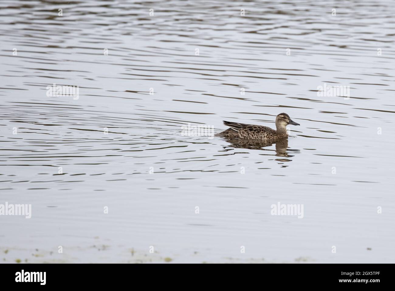Garganey non breeding plumage hi-res stock photography and images - Alamy