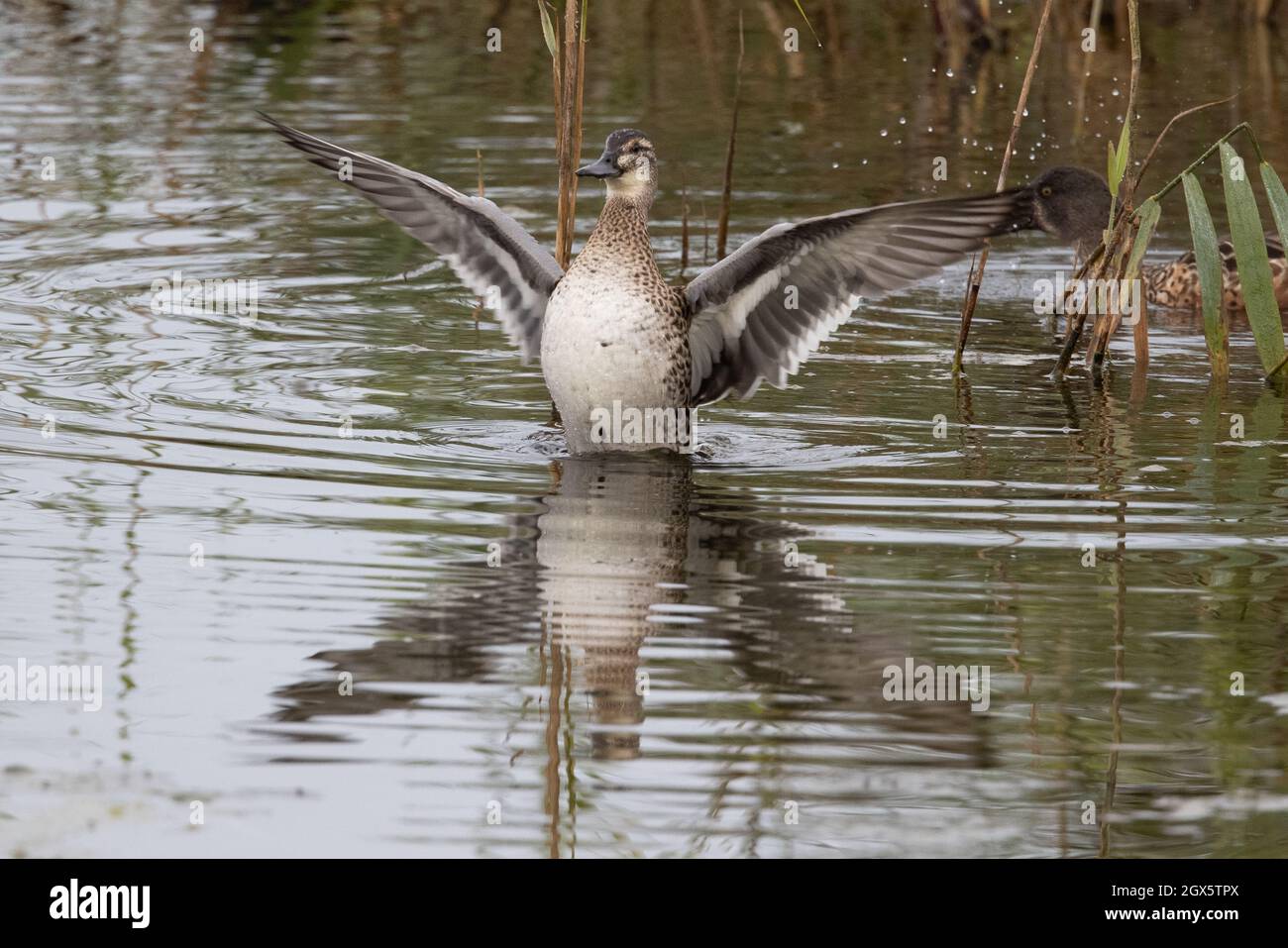 Garganey (Anas querquedula) wing flapping eclipse drake Strumpshaw Fen ...