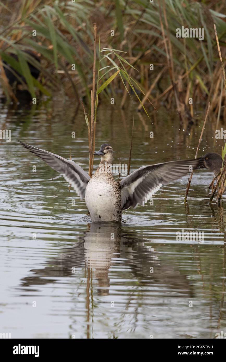 Garganey (Anas querquedula) wing flapping eclipse drake Strumpshaw Fen ...