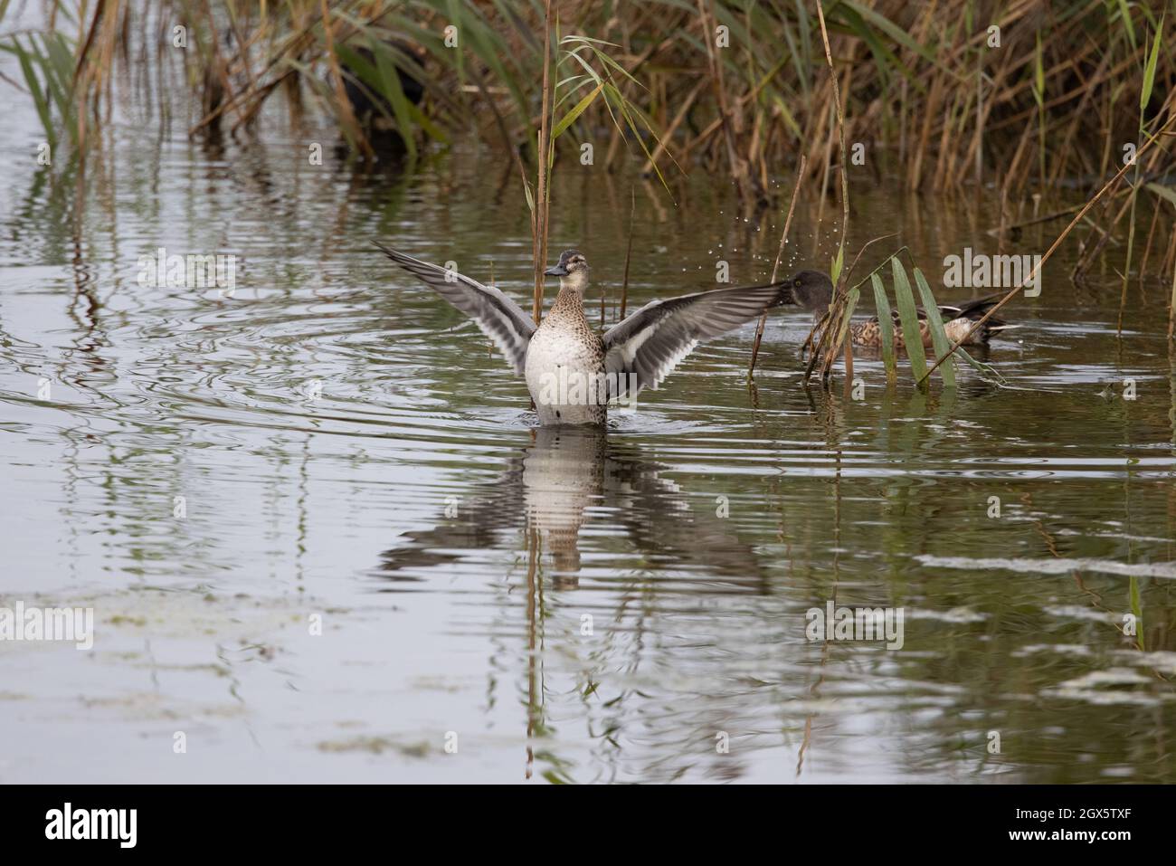 Garganey (Anas querquedula) wing flapping eclipse drake Strumpshaw Fen ...
