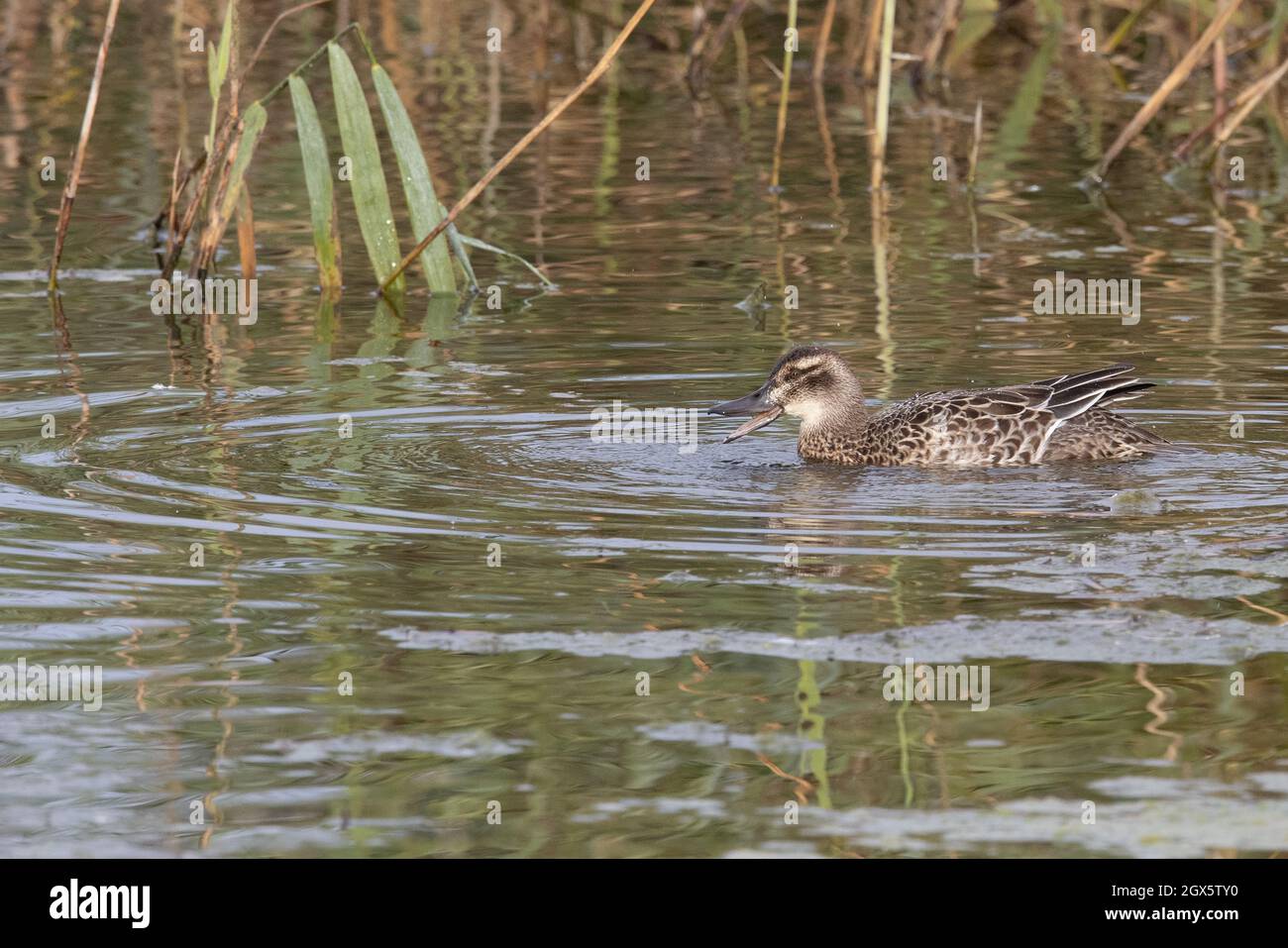 Garganey non breeding plumage hi-res stock photography and images - Alamy