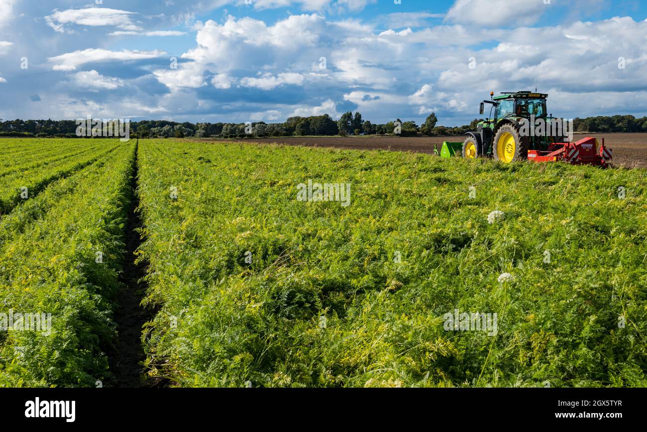 Carrot harvester hi-res stock photography and images - Alamy