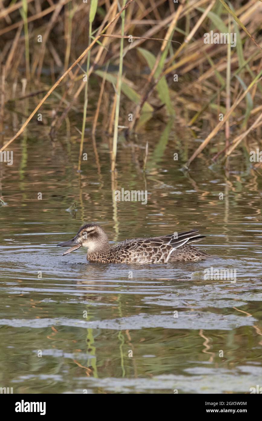 Garganey (Anas querquedula) eclipse drake Strumpshaw Fen Norfolk GB UK ...