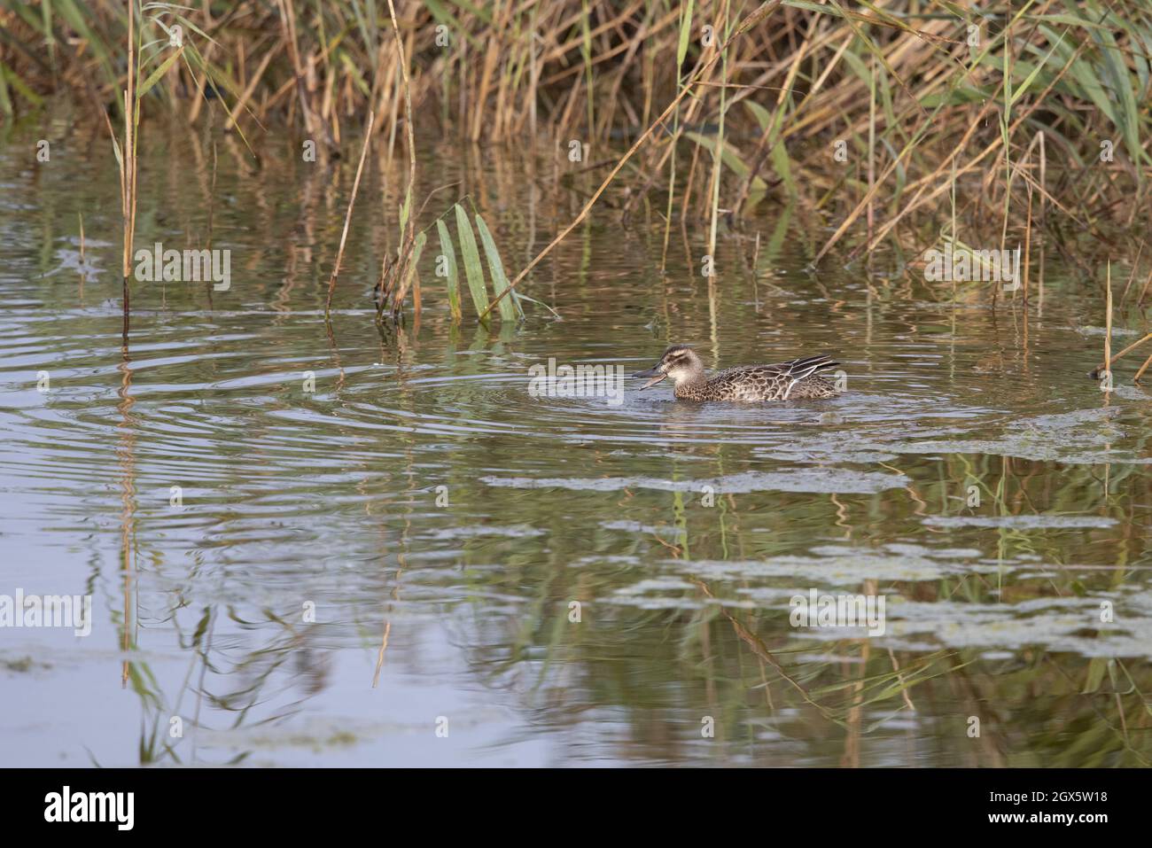 Garganey non breeding plumage hi-res stock photography and images - Alamy