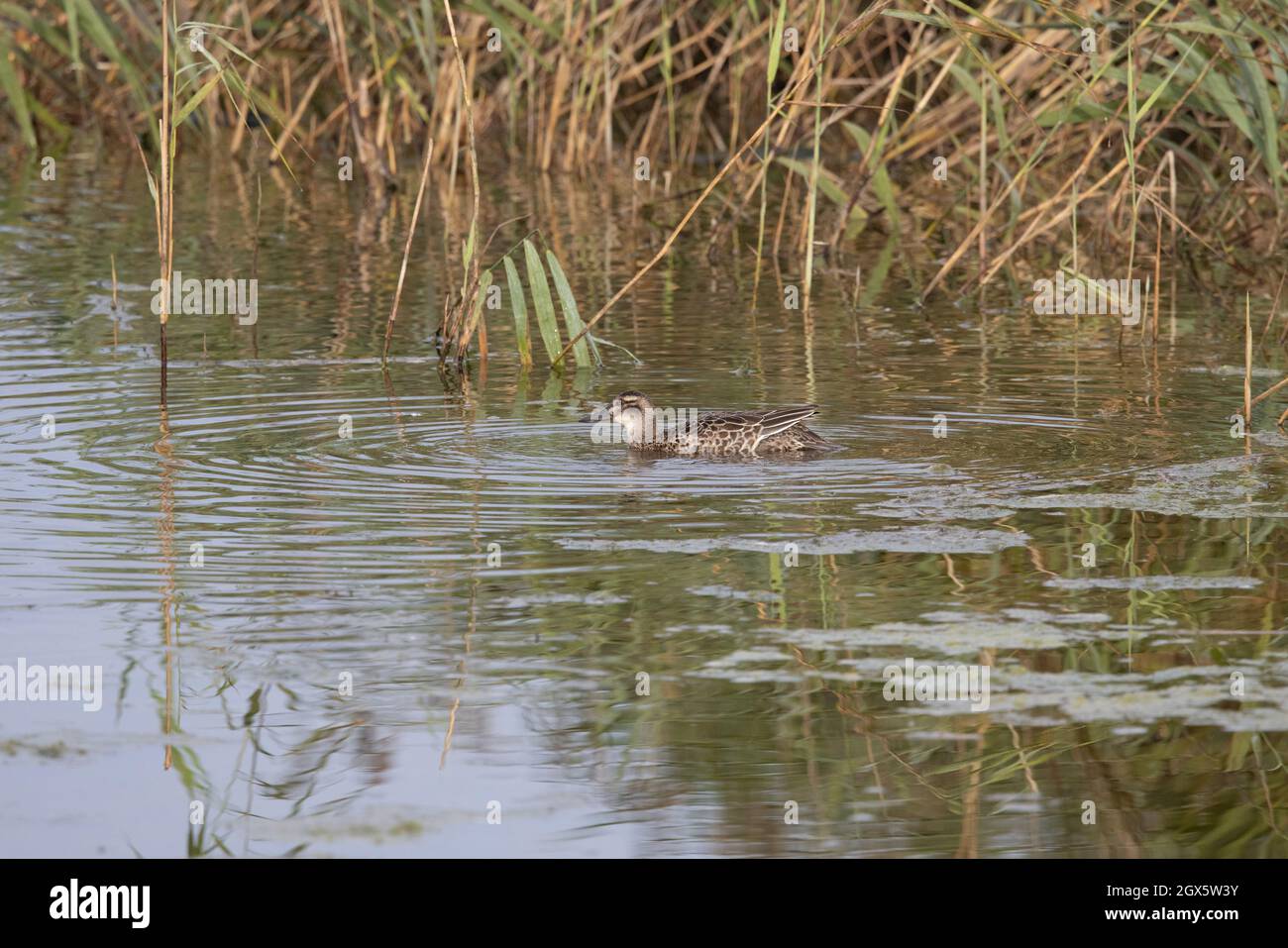 Garganey non breeding plumage hi-res stock photography and images - Alamy